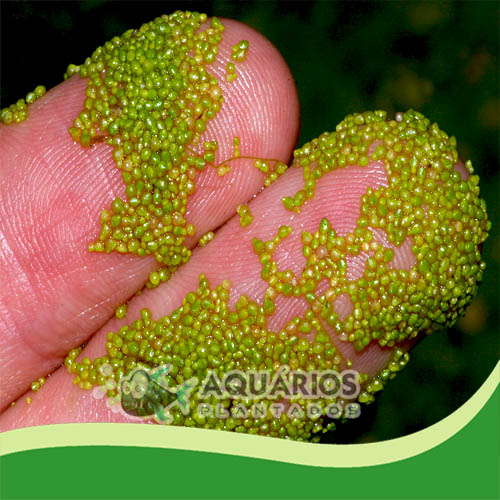 Wolffia sp.- Aquários Plantados